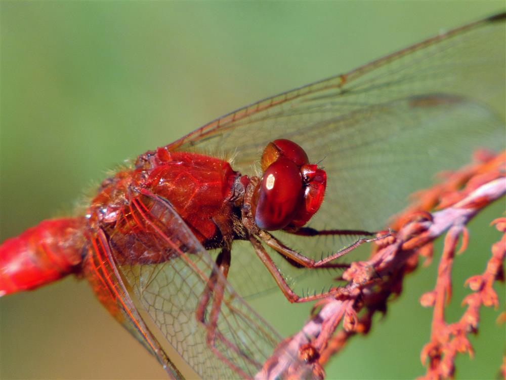 Crocothemis erythraea in Cadrezzate (Varese, Italy)